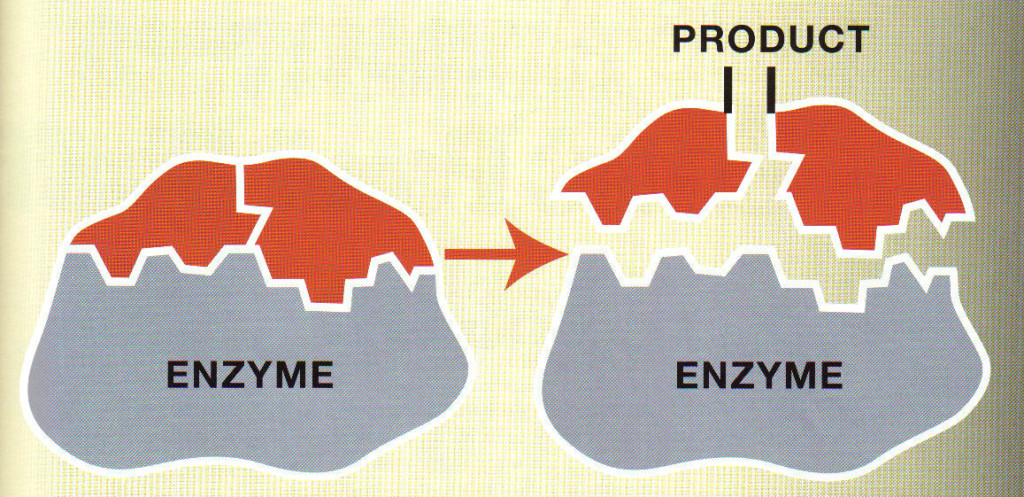 Enzymes - Study Solutions