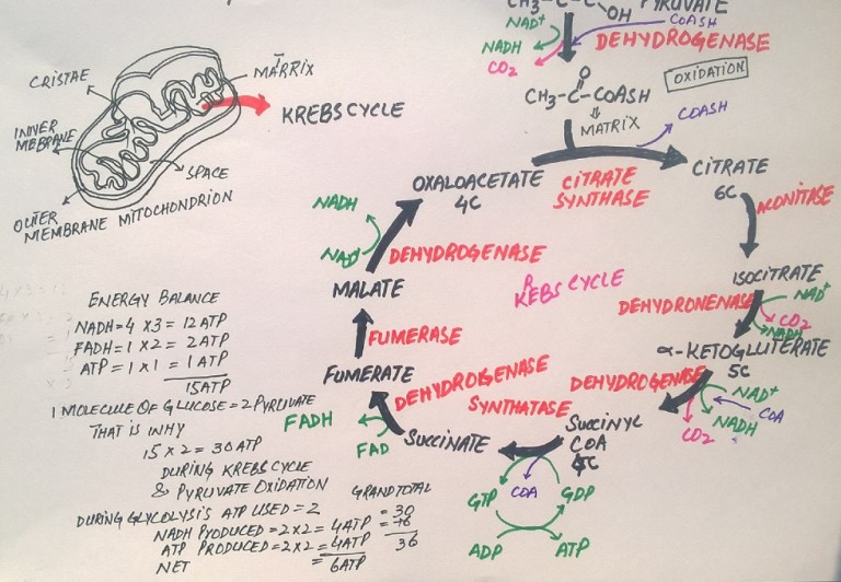 krebs cycle - Study Solutions