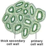 Sclerenchyma: anatomy of Plants | istudy.pk