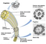 Algae| Flagellation| Whiplash| Tinsil | Axoneme| Isokont