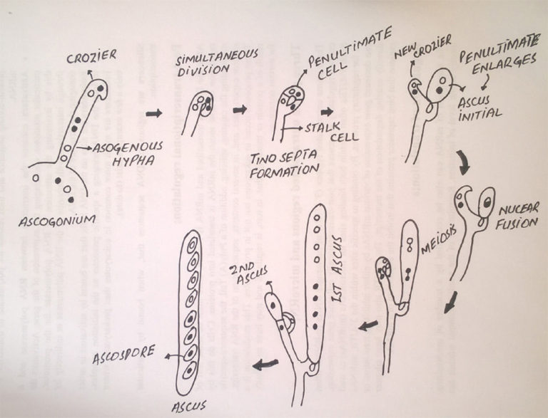 Development of Ascus| Ascomycota| Ascospores| Karyogamy|