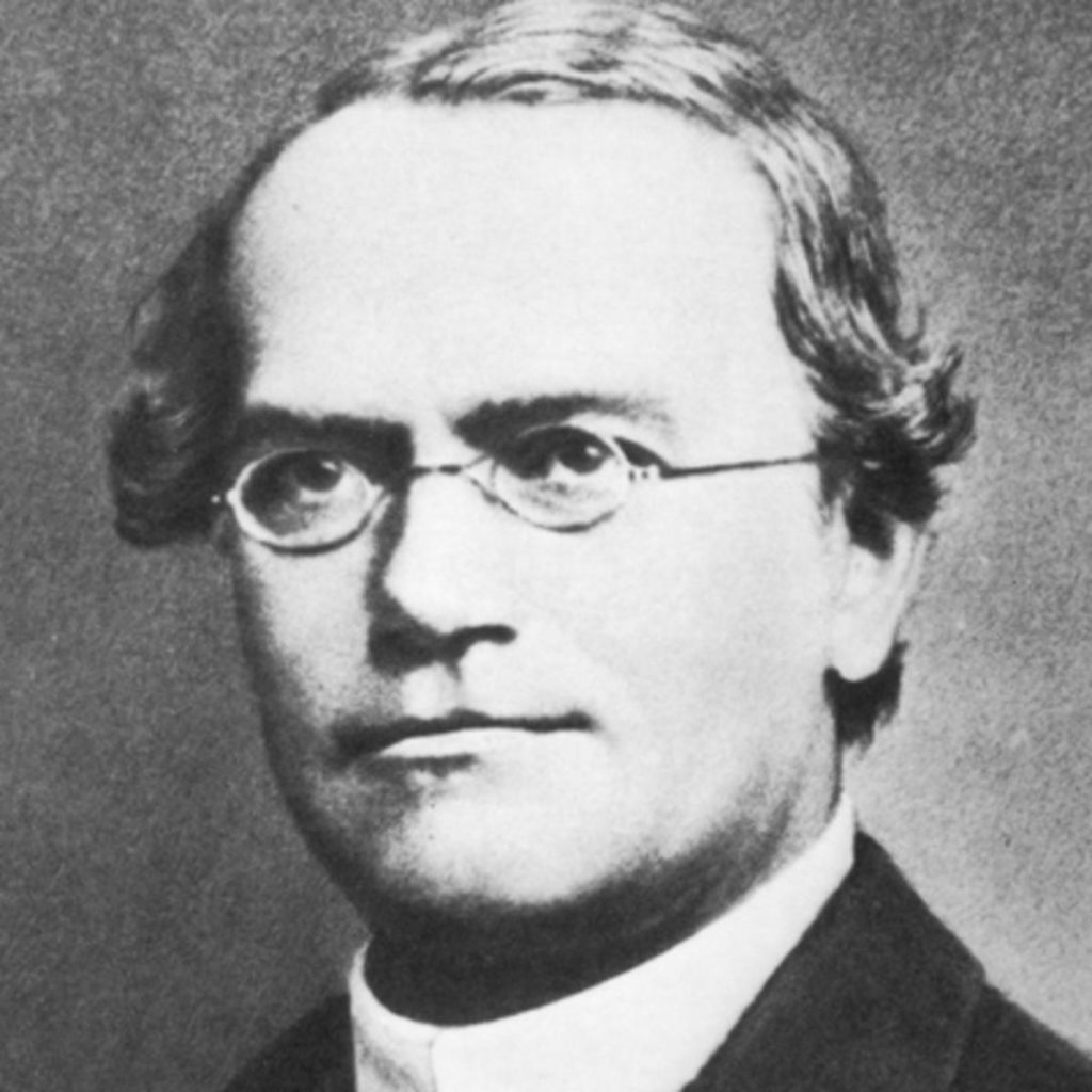 Mendel: The Father of Genetics| Pisum sativum