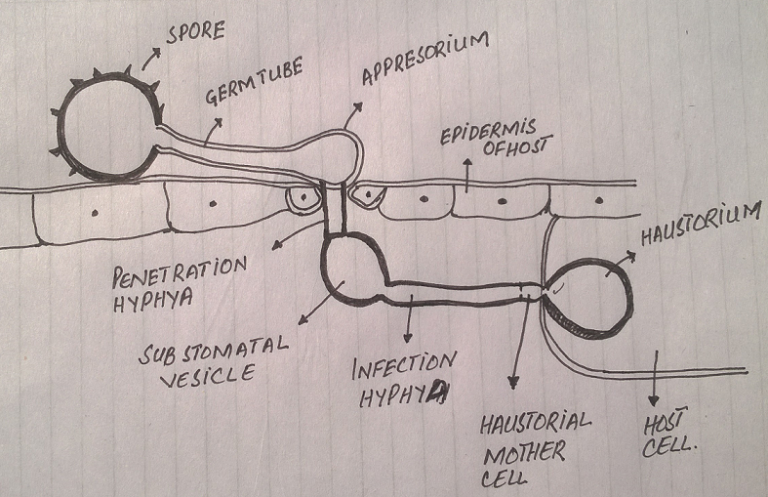 Hyphae Modifications of Fungi| Sclerotia| Rhizomorph| traps|