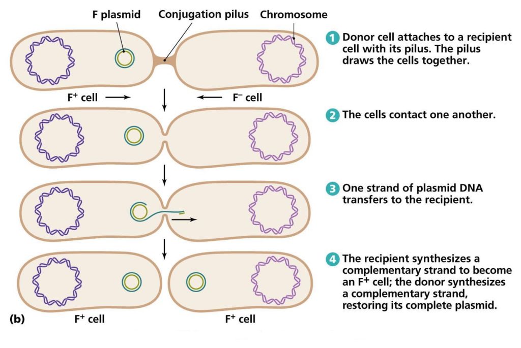 Conjugation Bacterial- Hfr- Horizontan gene transfer- auxotroph