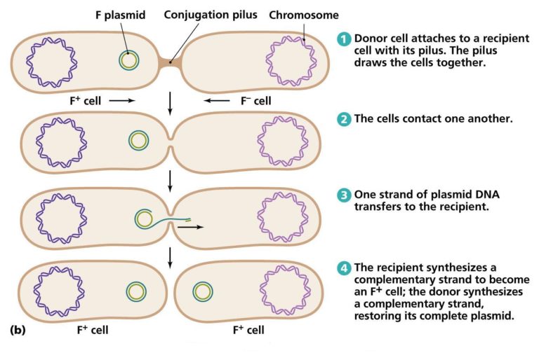 Conjugation Bacterial- Hfr- Horizontan gene transfer- auxotroph