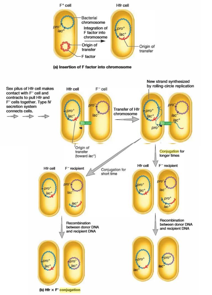 Conjugation Bacterial- Hfr- Horizontan gene transfer- auxotroph