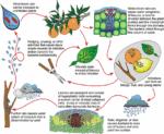 life-cycle-of-citrus-canker - Study Solutions