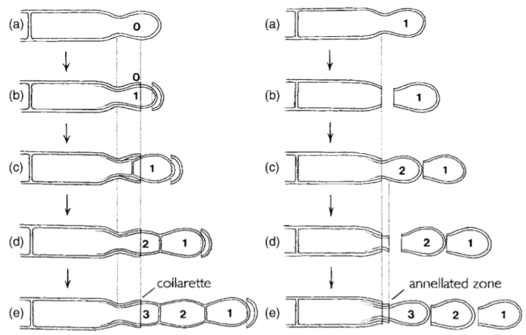 Conidium production in ascomycetes| Fungi| Ascocarp|