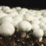 Agaricus| Life cycle| Cultivation| Breeding|