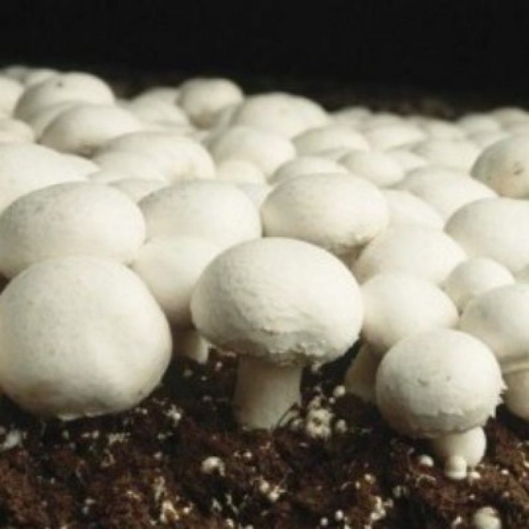 Agaricus| Life cycle| Cultivation| Breeding|
