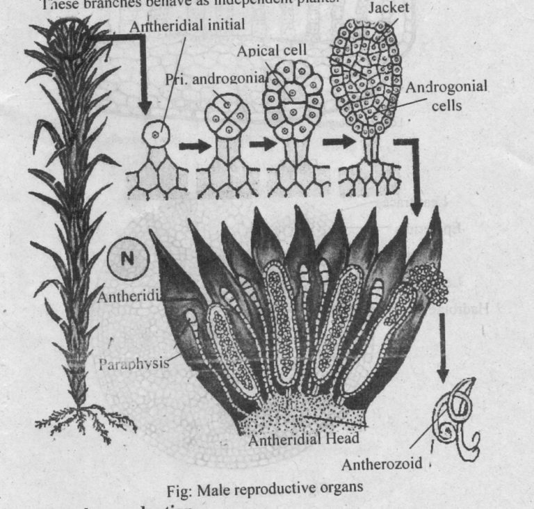 Polytrichum| Moss| Life cycle| Occurrence| Alternation of Generation