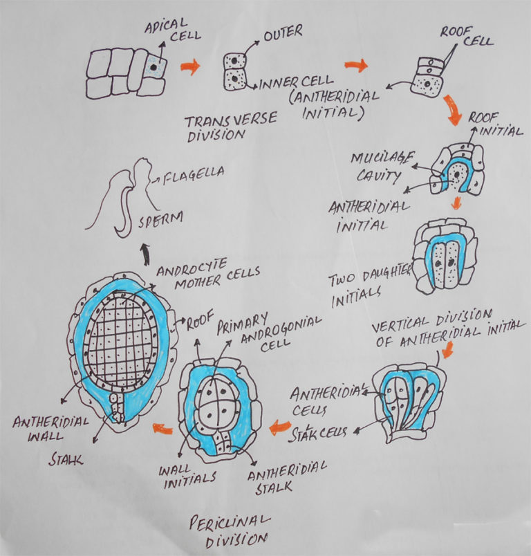 Anthoceros| Occurrence| Life cycle| Advance Characters