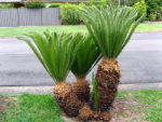 Cycas| Morhology| Anatomy| Life Cycle| Living Fossil