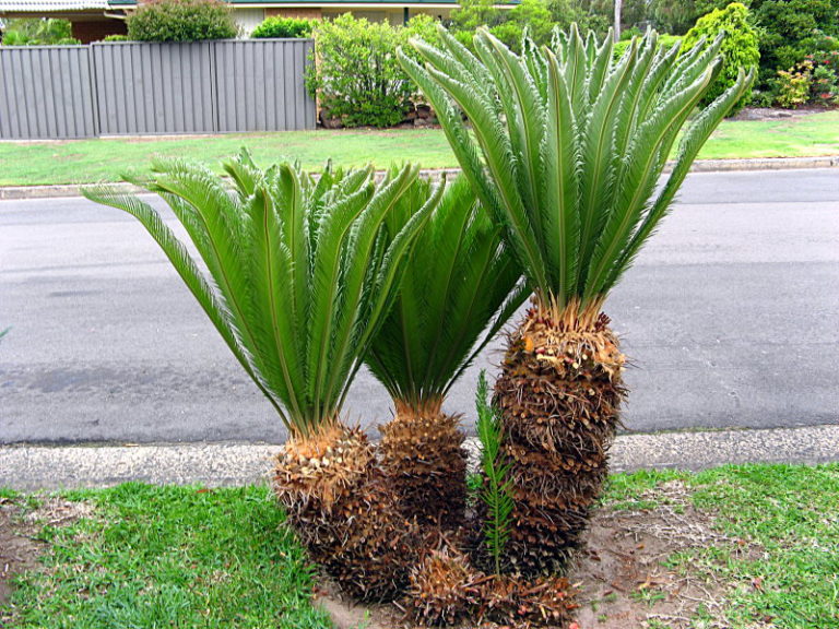Cycas| Morhology| Anatomy| Life Cycle| Living Fossil