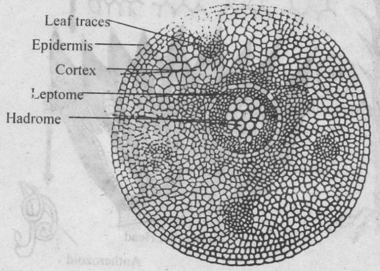 ts-of-stem - Study Solutions