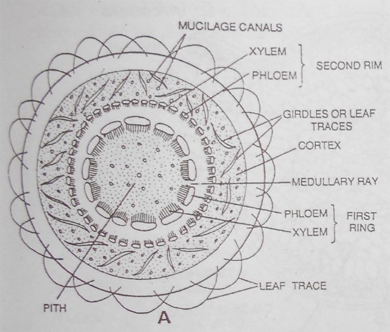 Cycas| Morhology| Anatomy| Life Cycle| Living Fossil
