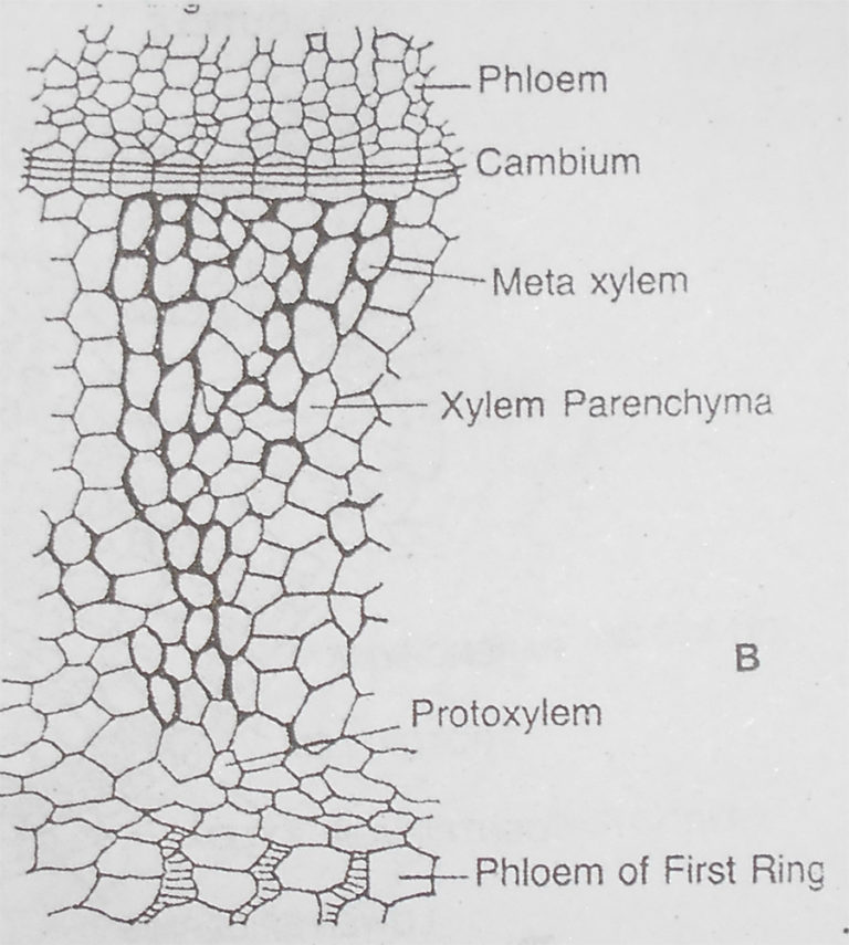 Cycas| Morhology| Anatomy| Life Cycle| Living Fossil