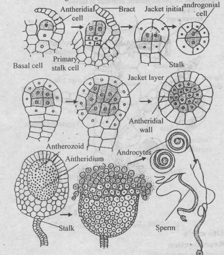 Porella| Liverwots| Bryophyta| Study solutions