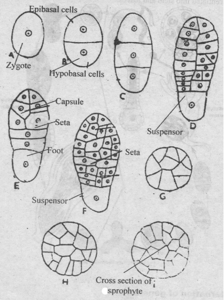 Porella| Liverwots| Bryophyta| Study solutions