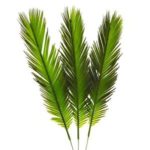 Cycas| Morhology| Anatomy| Life Cycle| Living Fossil