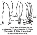 Pinus| Life cycle| Morphology| Anatomy|Alternation of generation