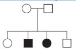 Human Pedigree Analysis - Study Solutions