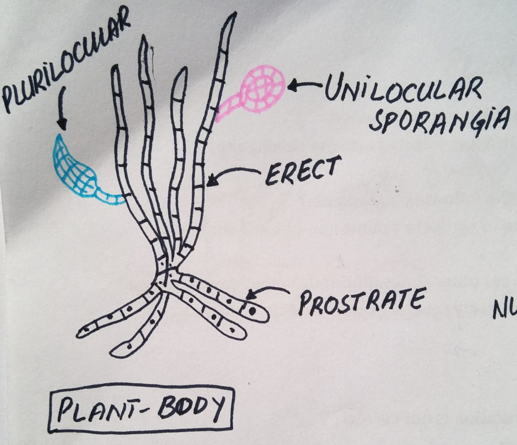 Ectocarpus Occurrence Life cycle Pheophyta