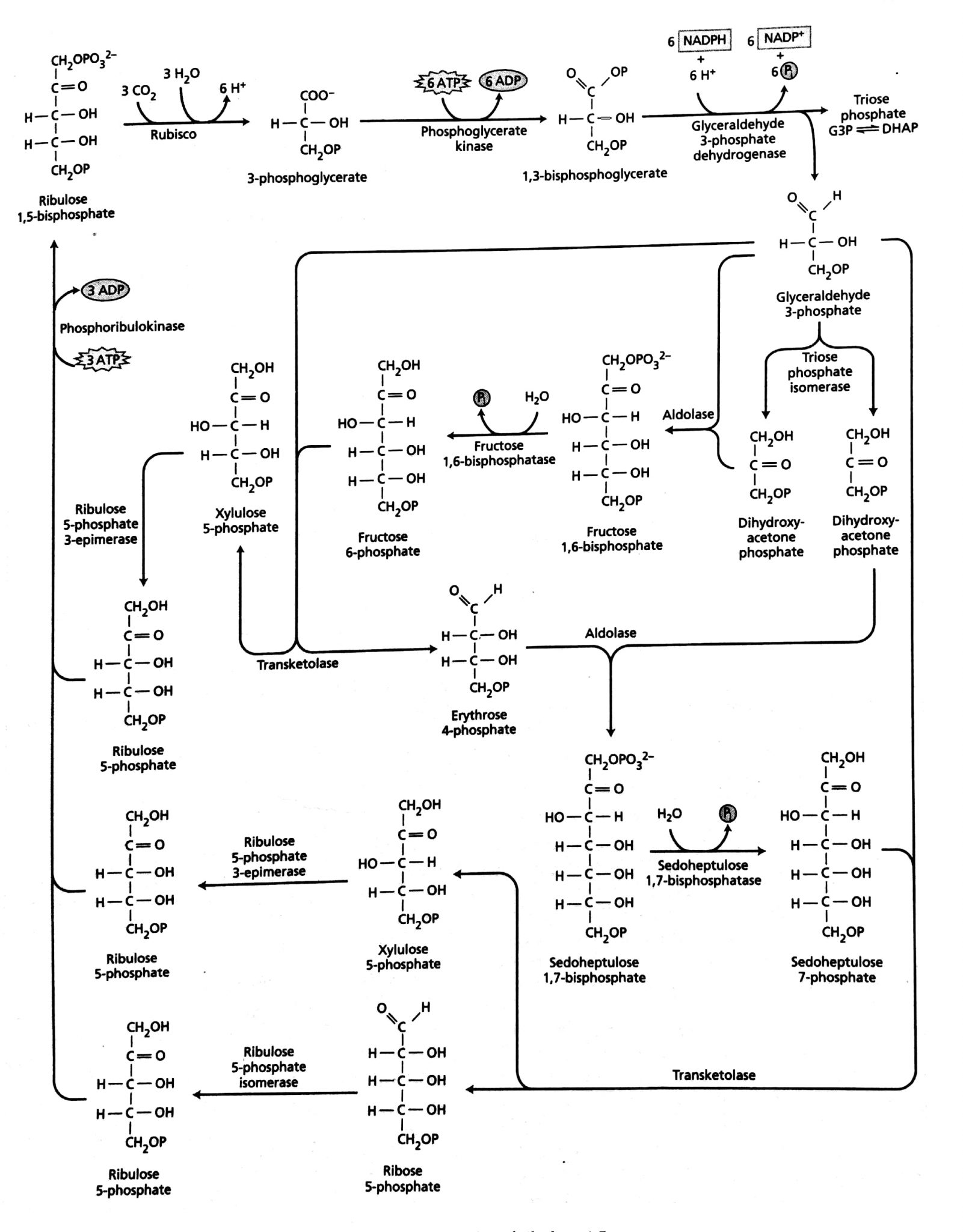Calvin Cycle - Study Solutions