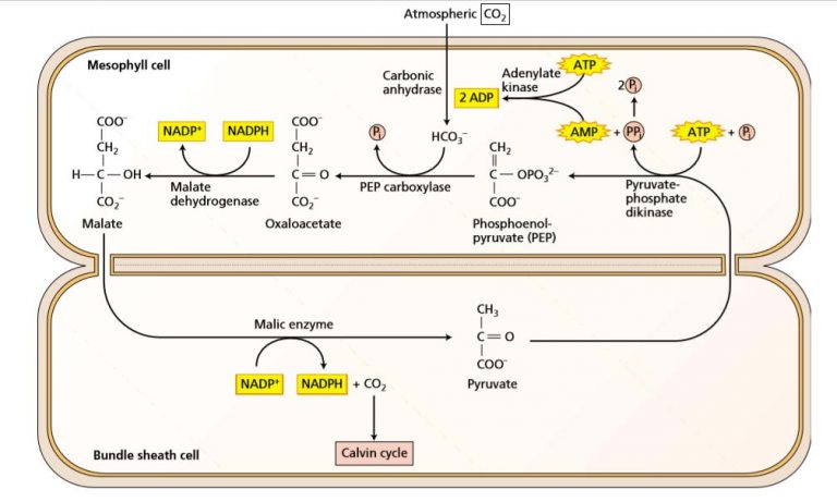 C-4 Cycle - Study Solutions