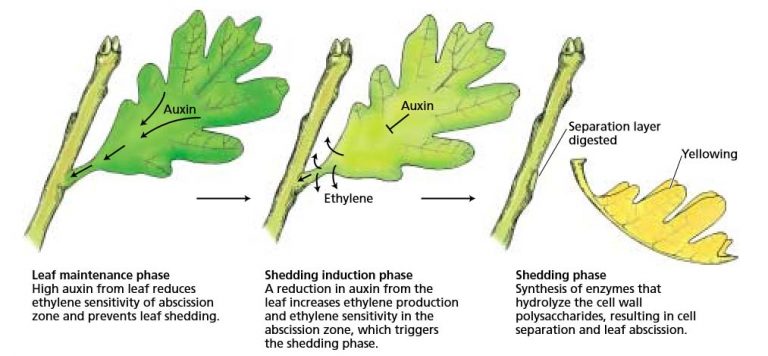 Ethylene - Study Solutions