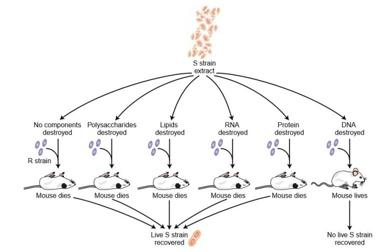 DNA: the genetic material - Study Solutions