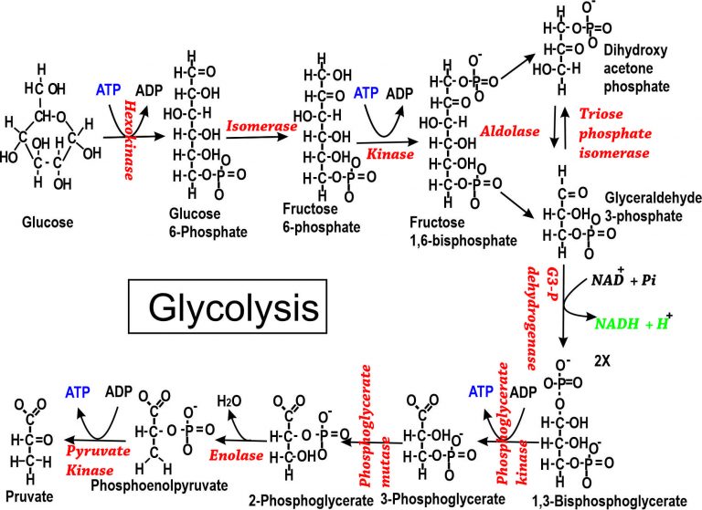 Glycolysis - Study Solutions