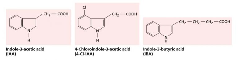 Auxins - Study Solutions