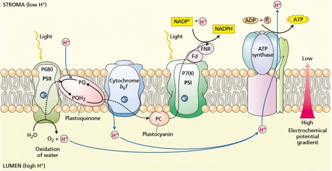 photosystem - Study Solutions