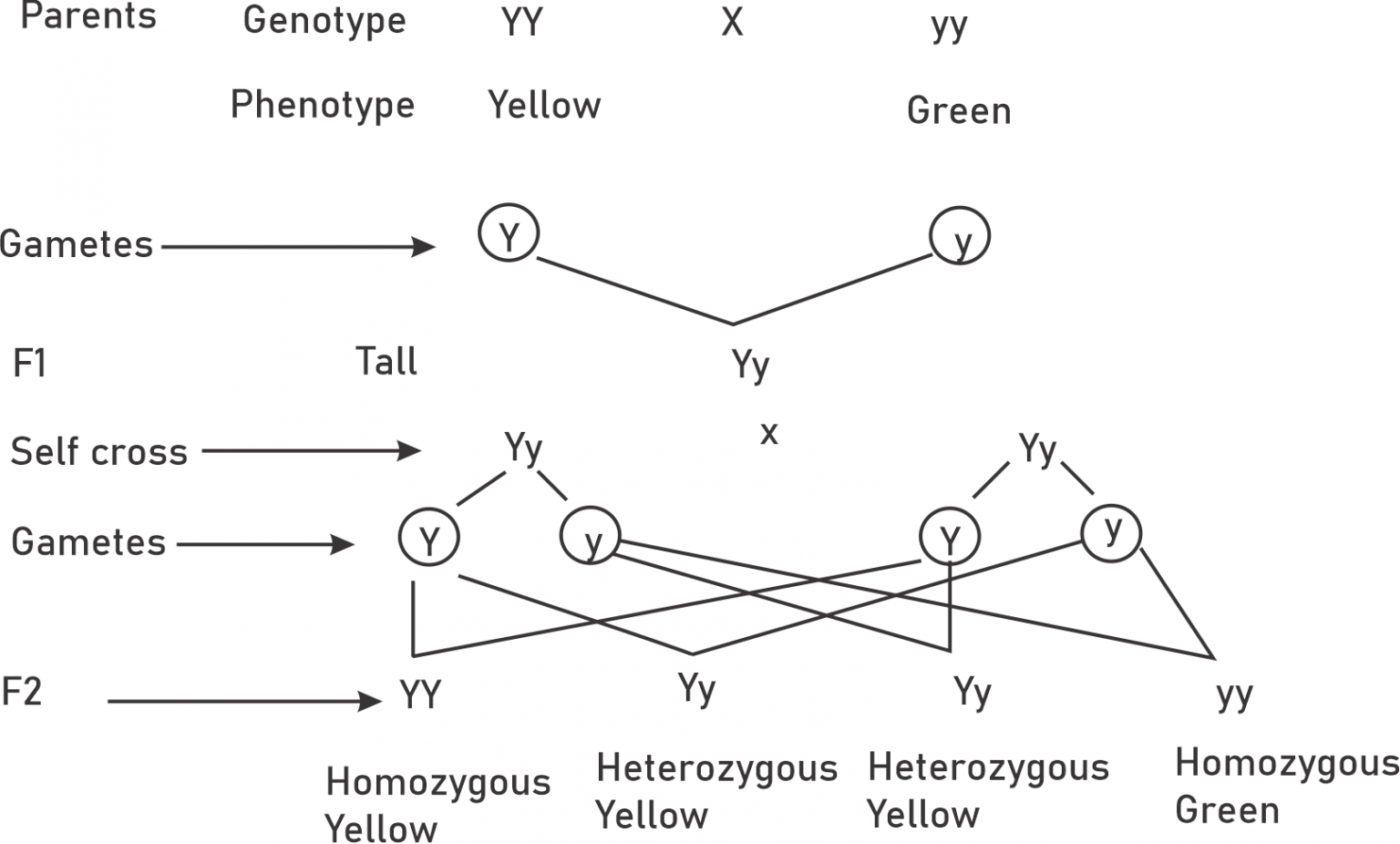 Mendel’s pioneering work - Study Solutions
