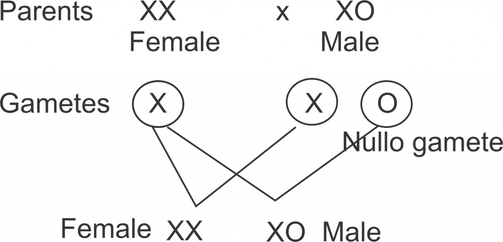 xx-xo - Study Solutions