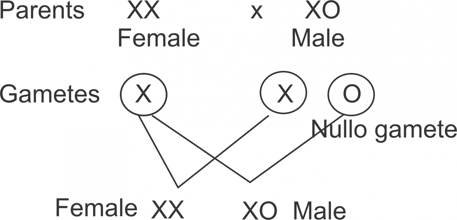 xx-xo - Study Solutions