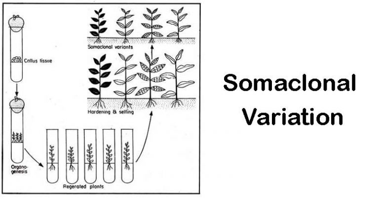 Somaclonal-Variation - Study Solutions