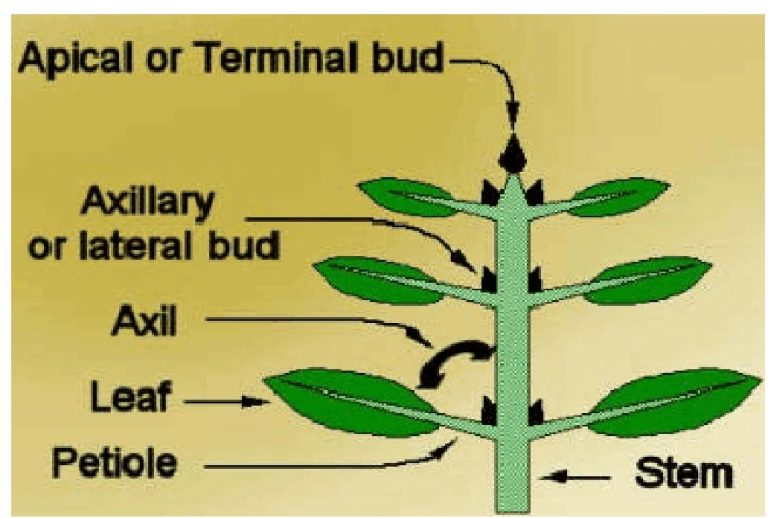 Difference between leaf and leafy shoot - Study Solutions