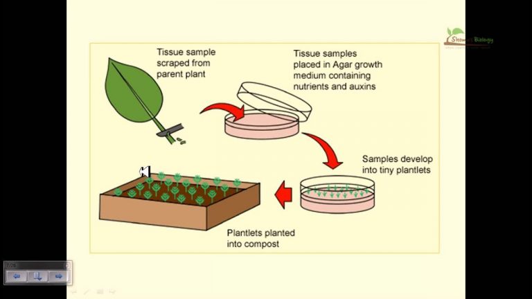 Plant Tissue Culture - Study Solutions