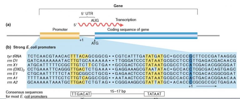 Transcription - Study Solutions