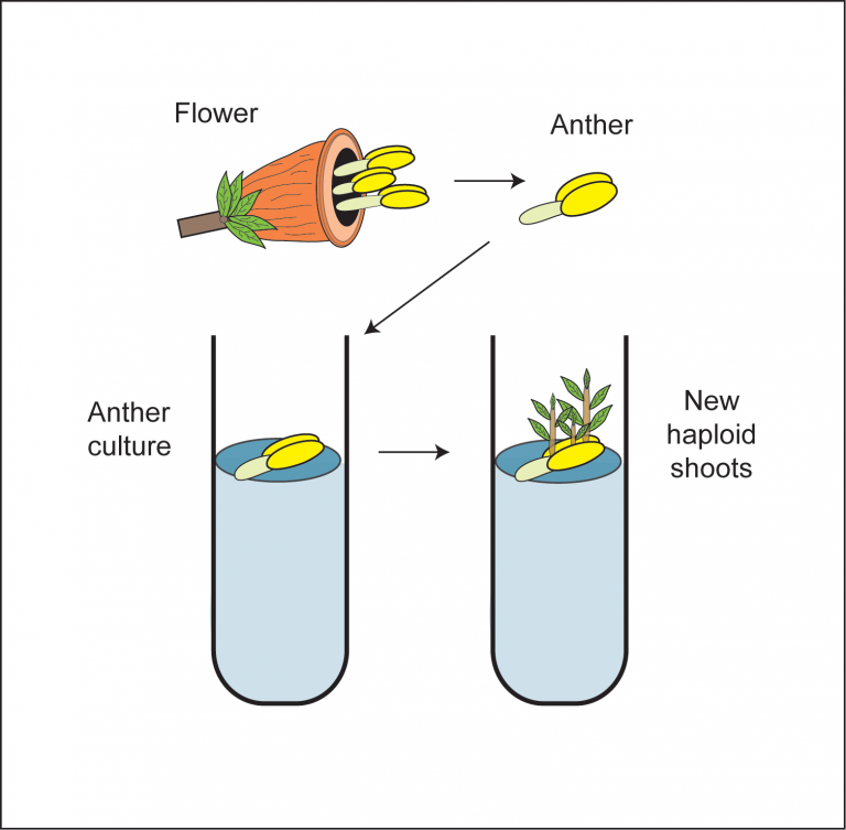 Chromosome mutation II - Study Solutions
